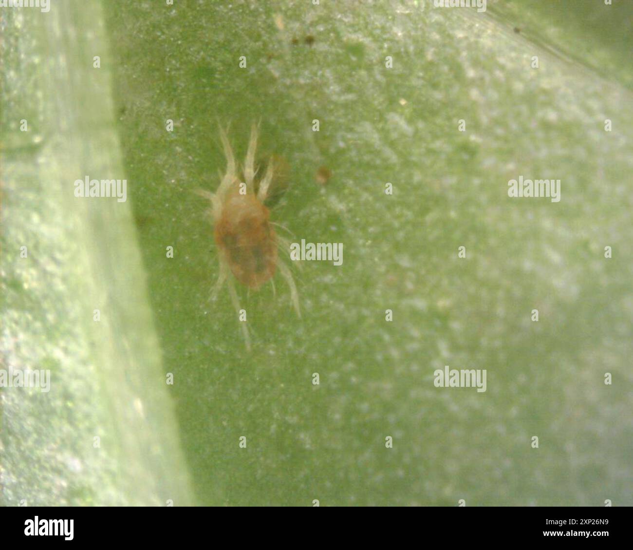Twospotted Spider Mite (Tetranychus urticae) Arachnida Stock Photo - Alamy