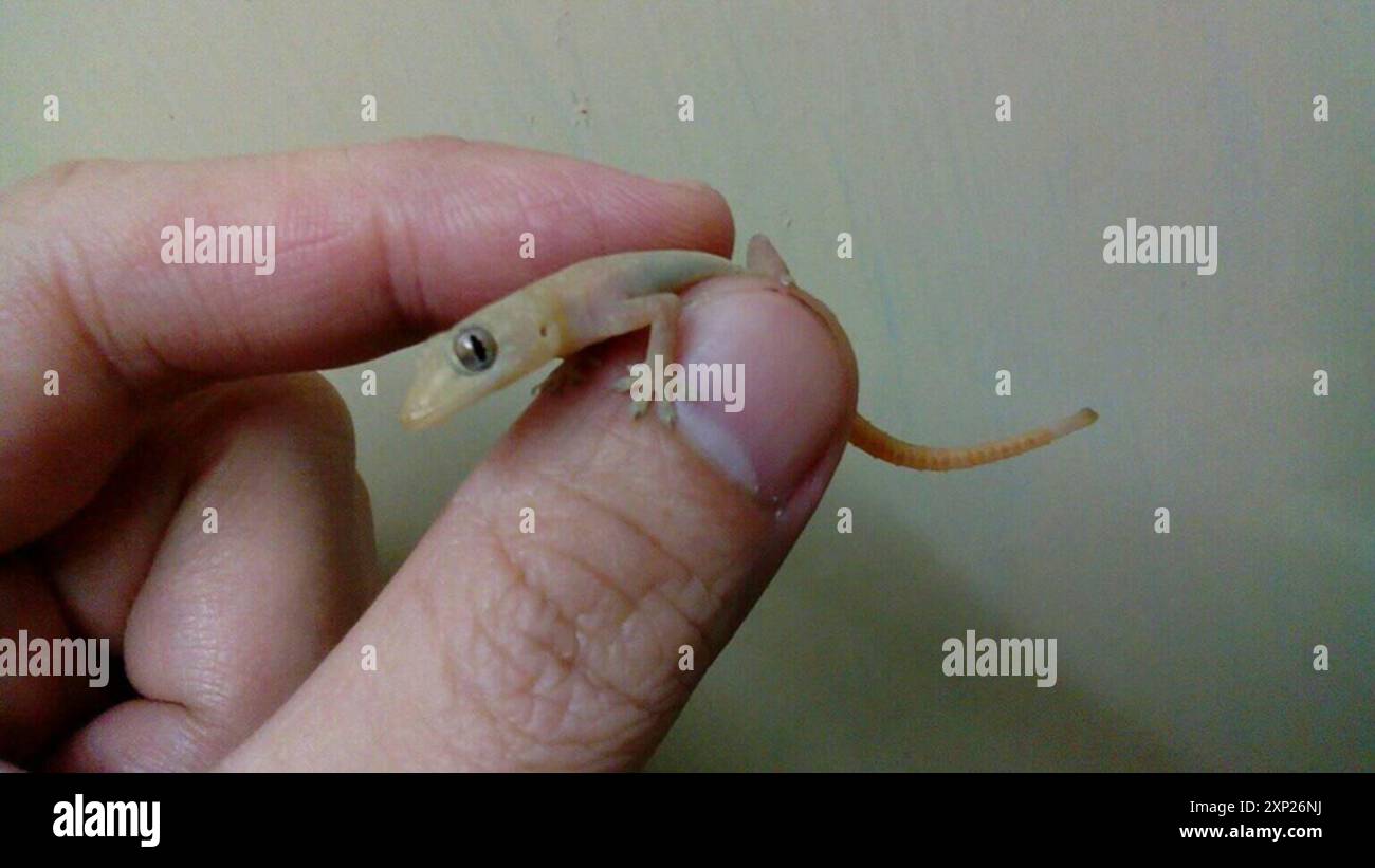 Asian House Gecko (Hemidactylus frenatus) Reptilia Stock Photo - Alamy