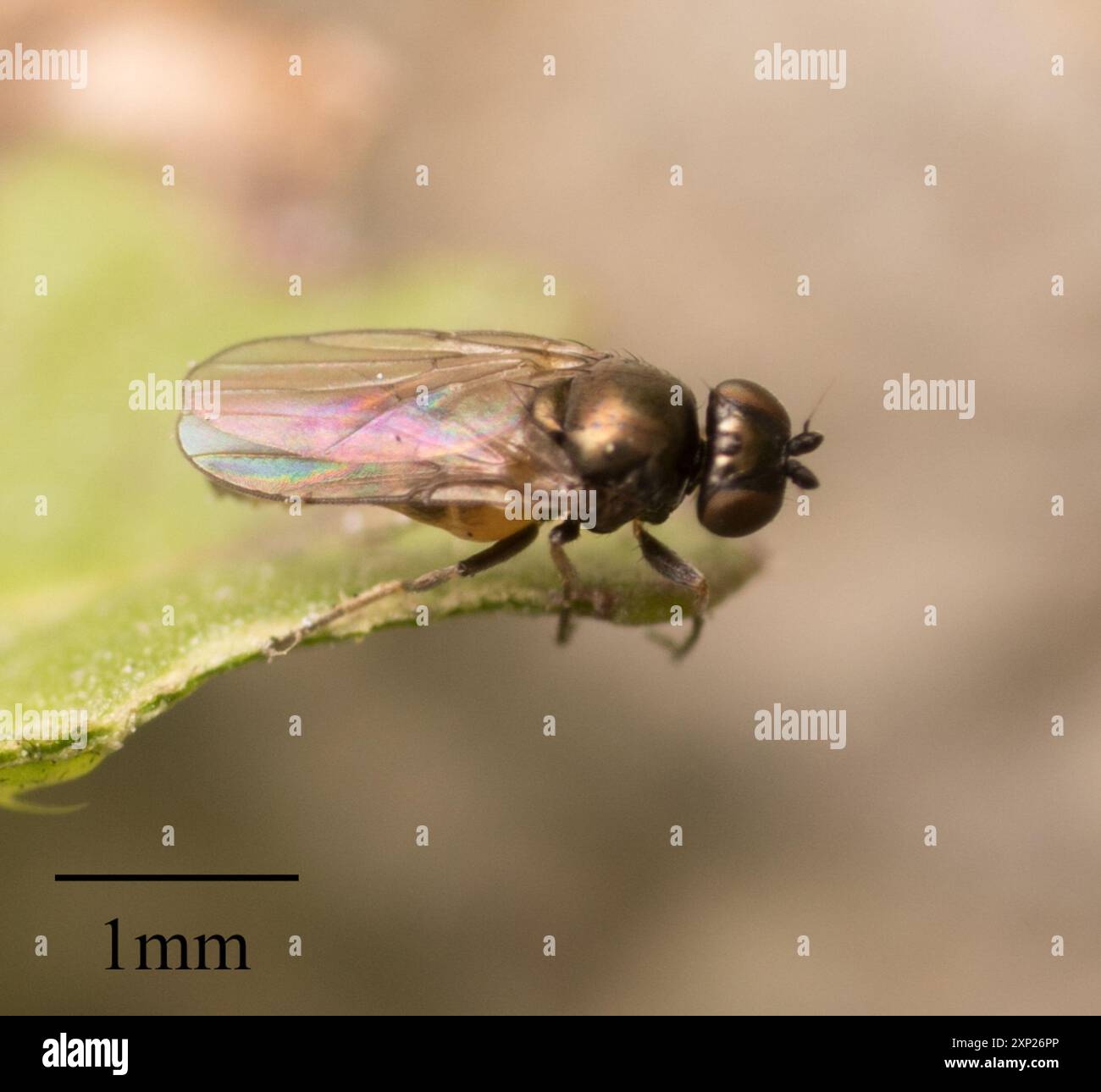 Frit Flies (Chloropidae) Insecta Stock Photo - Alamy
