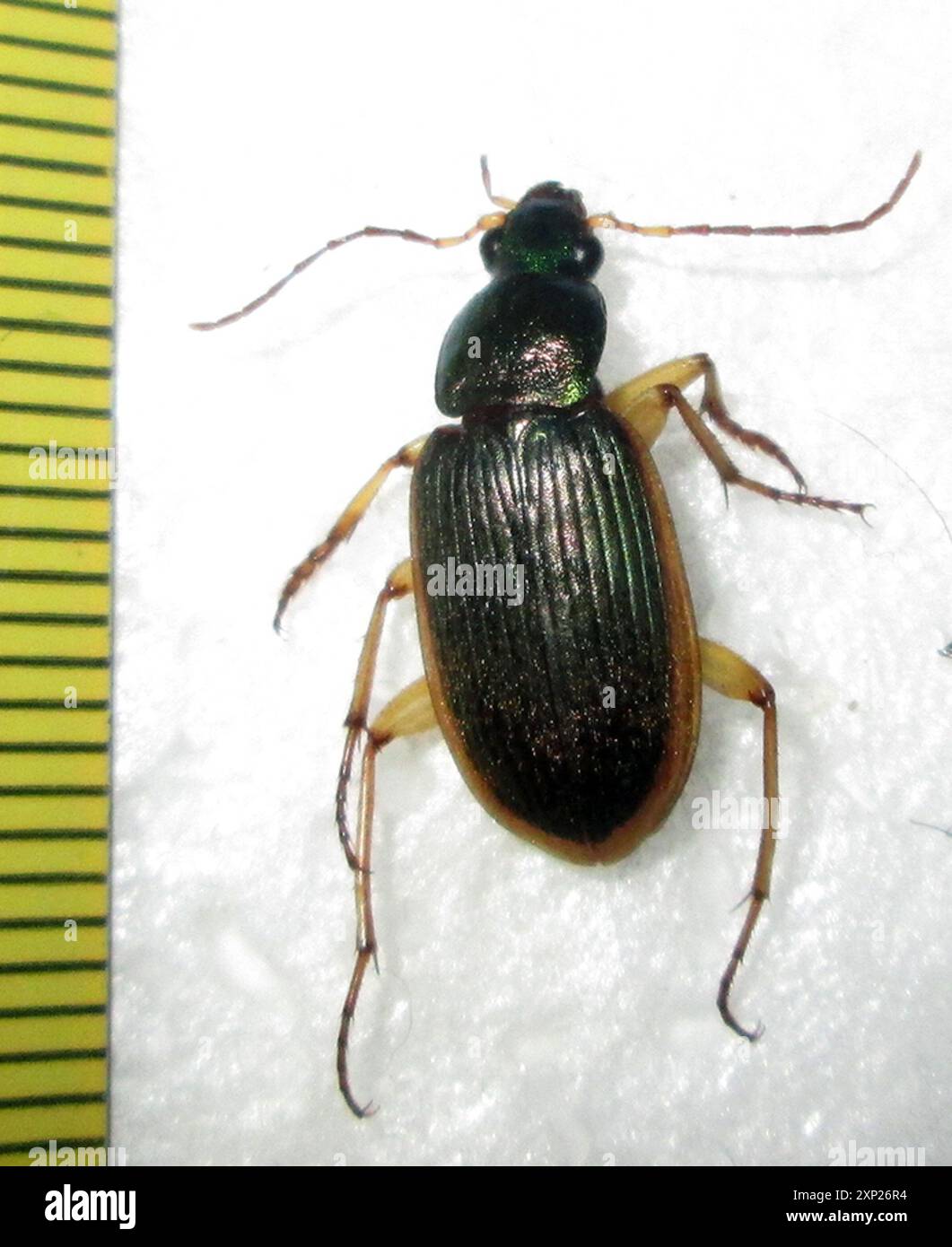 Frog-eater Ground Beetles (Epomis) Insecta Stock Photo - Alamy