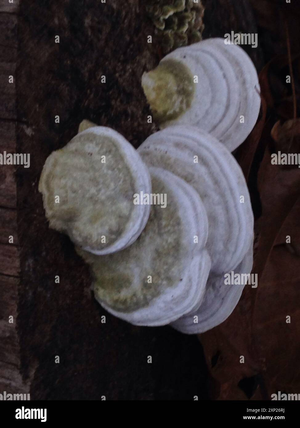 Lumpy Bracket (Trametes gibbosa) Fungi Stock Photo - Alamy