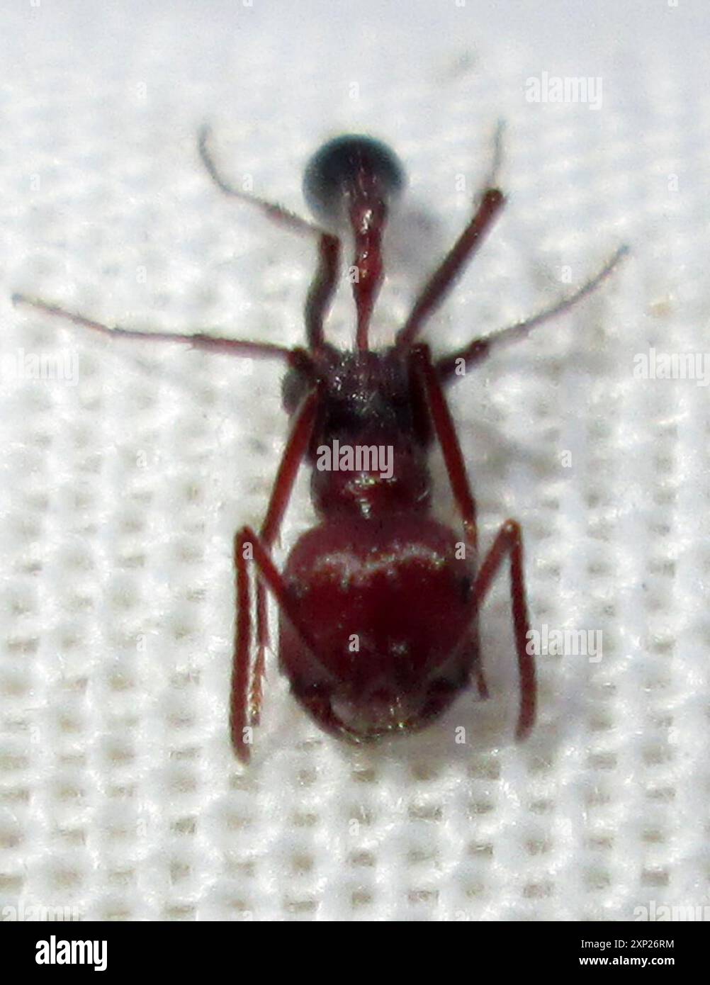 Hotrod Ants (Ocymyrmex) Insecta Stock Photo - Alamy