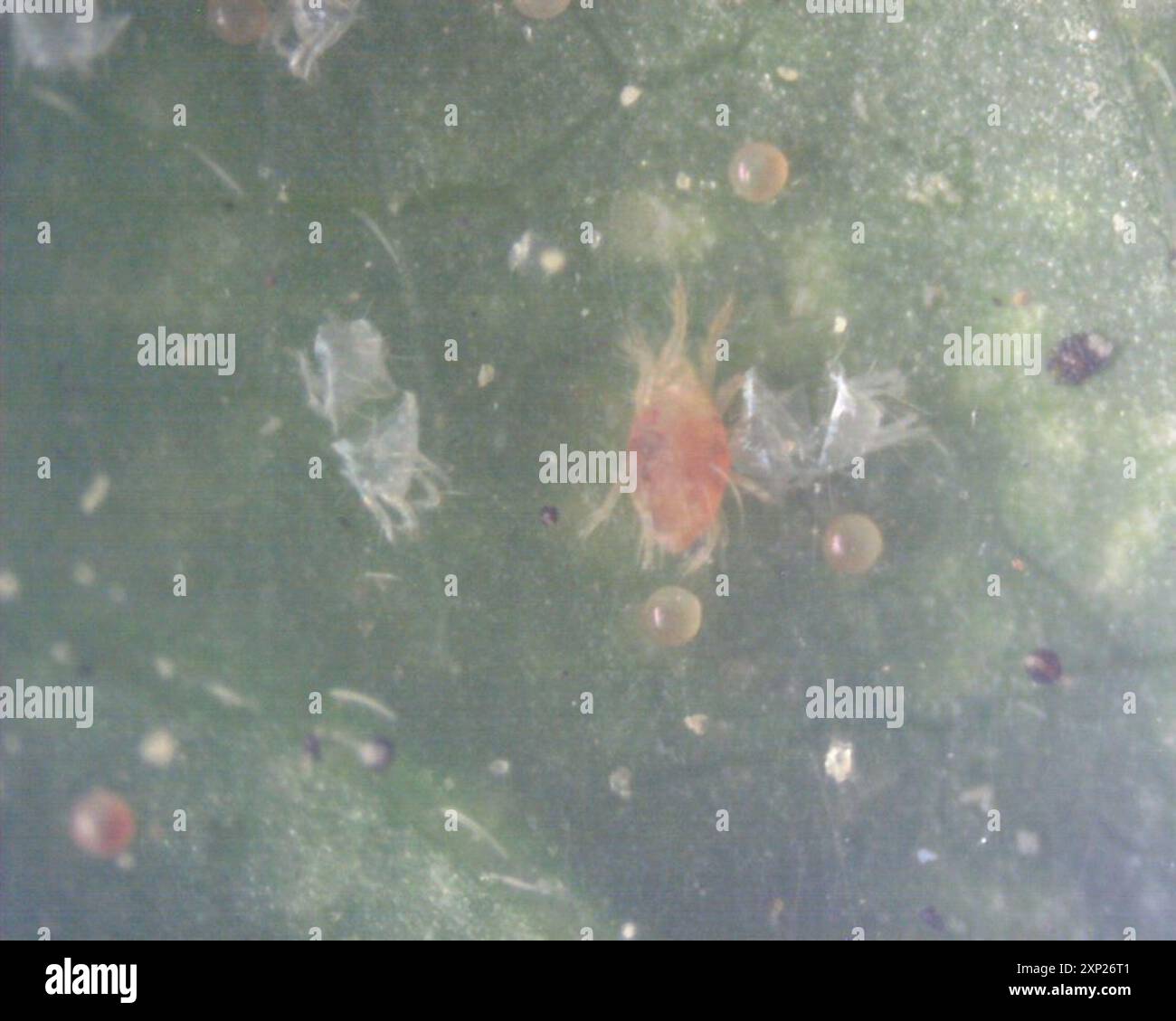 Twospotted Spider Mite (Tetranychus urticae) Arachnida Stock Photo - Alamy