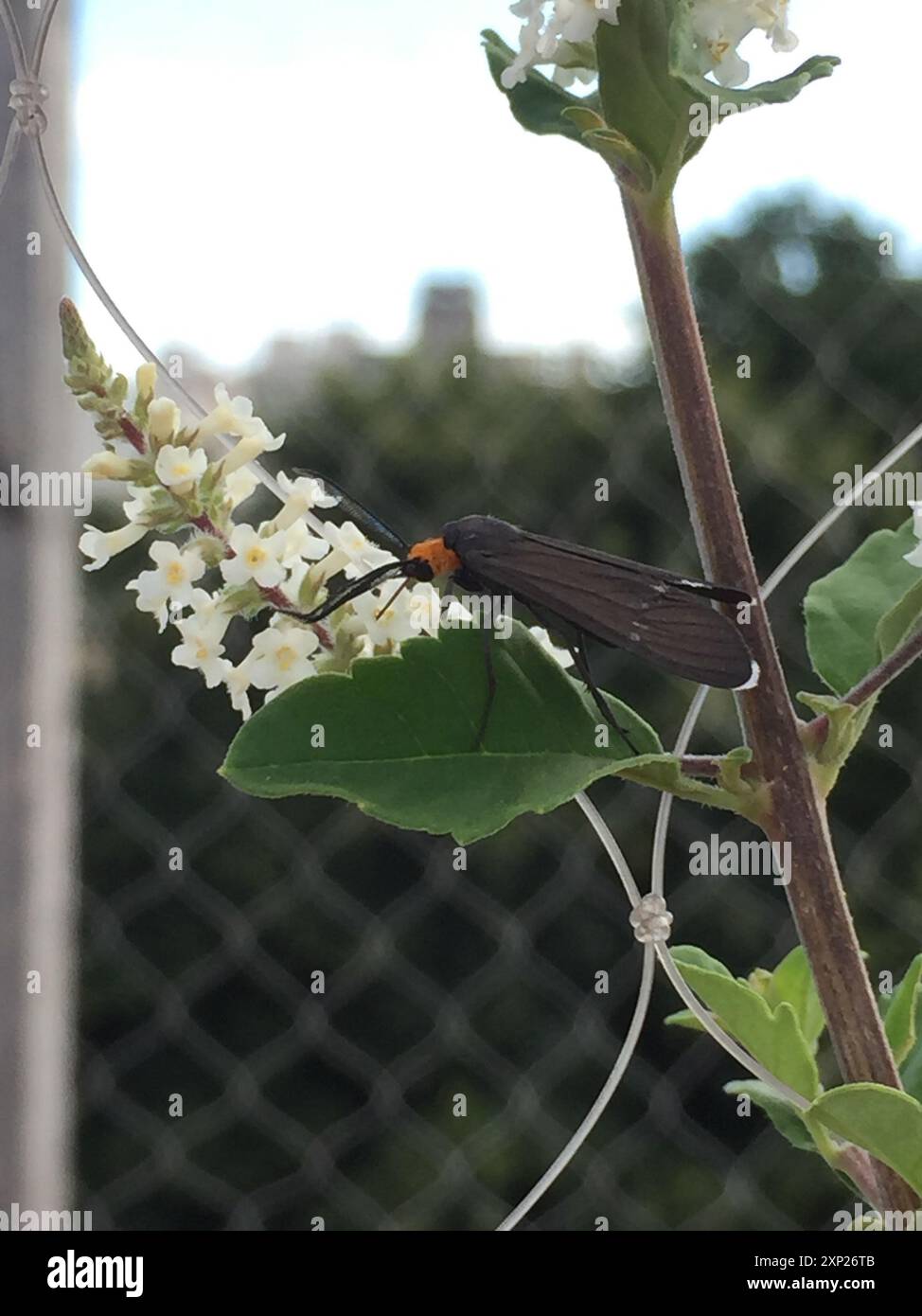 (Ctenucha rubriceps) Insecta Stock Photo - Alamy