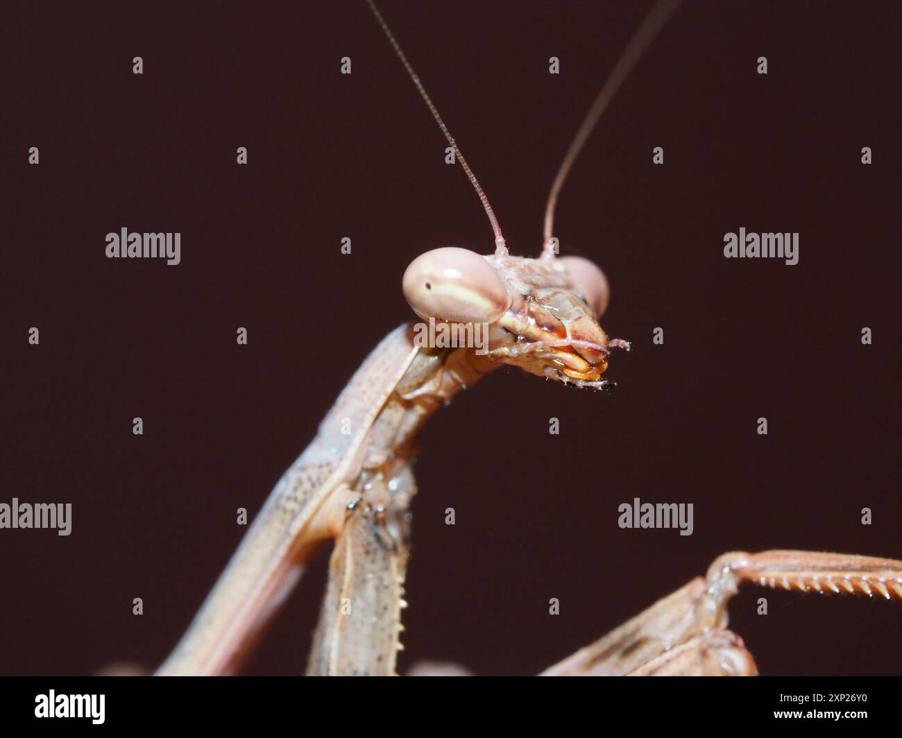 South African Mantis (Miomantis caffra) Insecta Stock Photo - Alamy