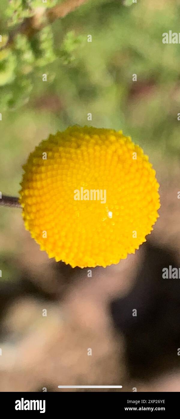 stinknet (Oncosiphon pilulifer) Plantae Stock Photo - Alamy