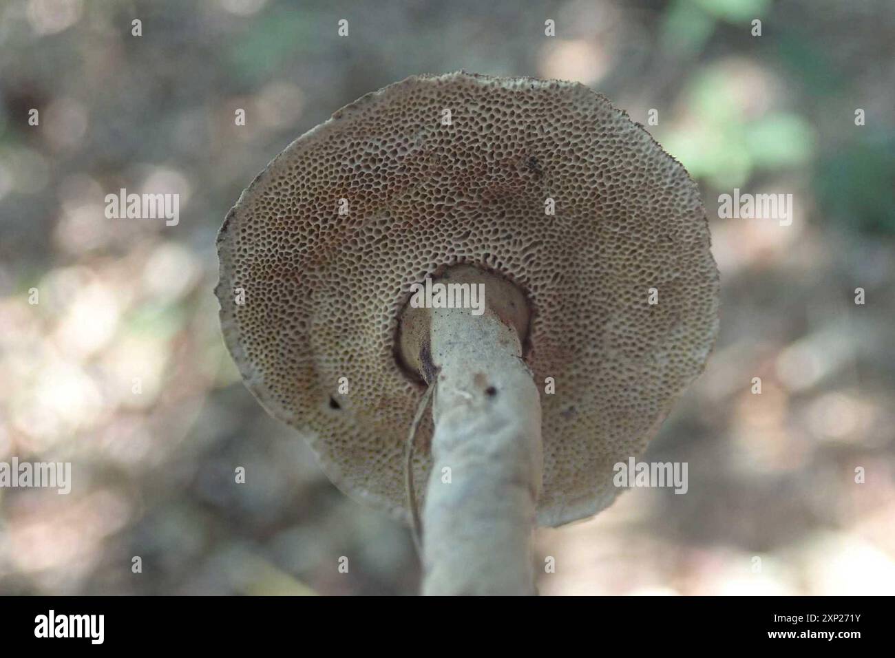 (Lignosus sacer) Fungi Stock Photo - Alamy