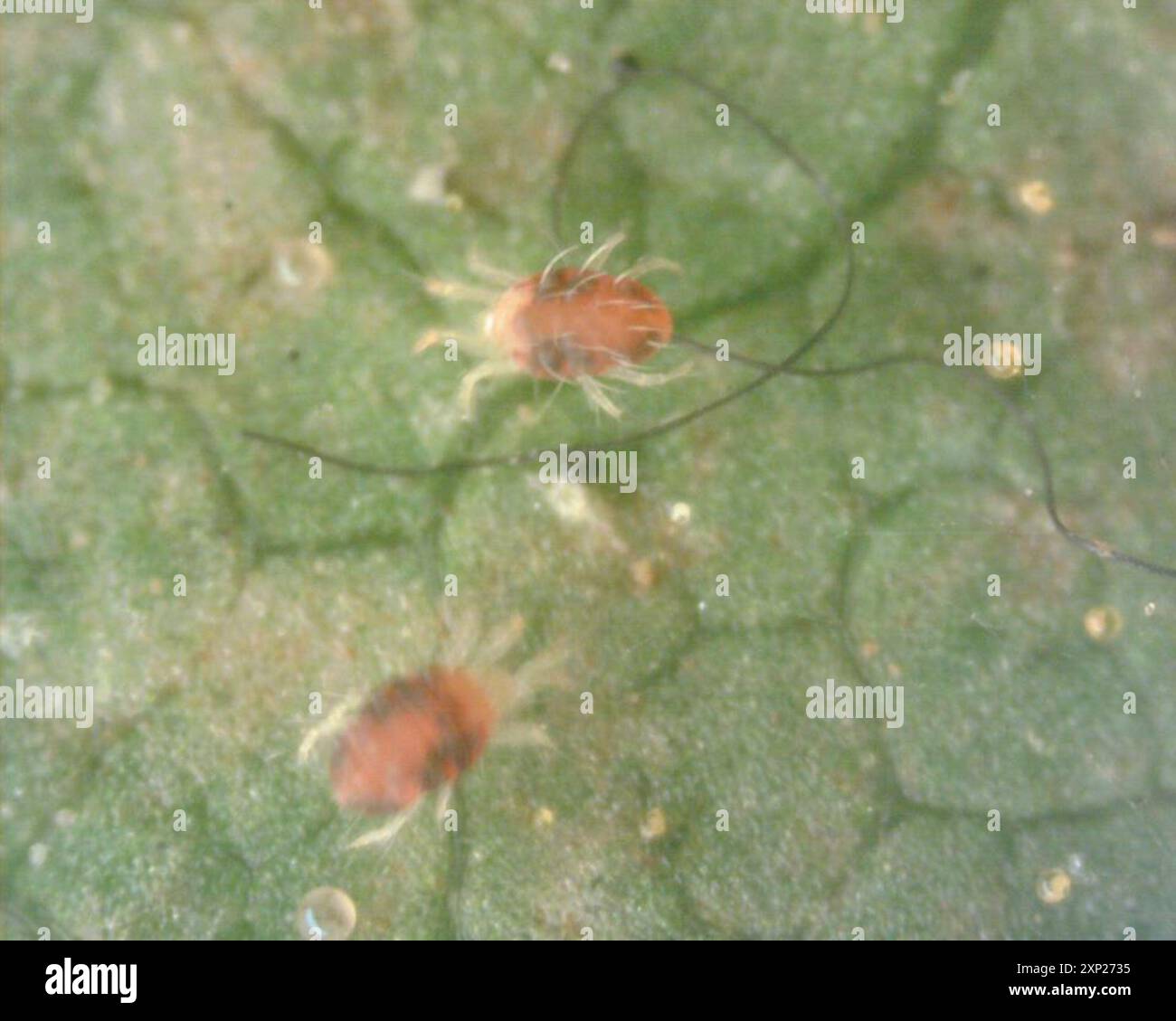 Twospotted Spider Mite (Tetranychus urticae) Arachnida Stock Photo - Alamy