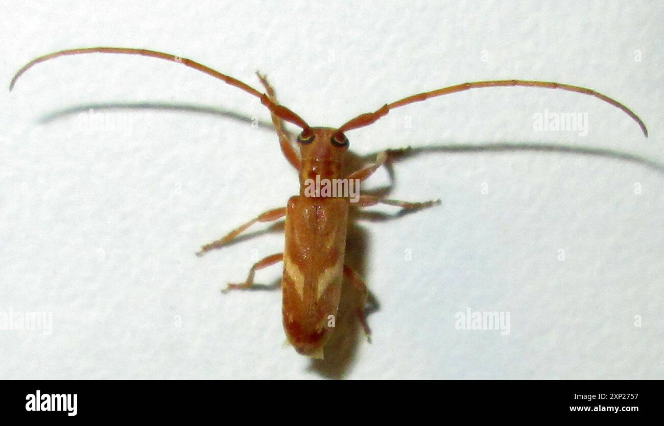 (Eunidia obliquealbovittata) Insecta Stock Photo - Alamy