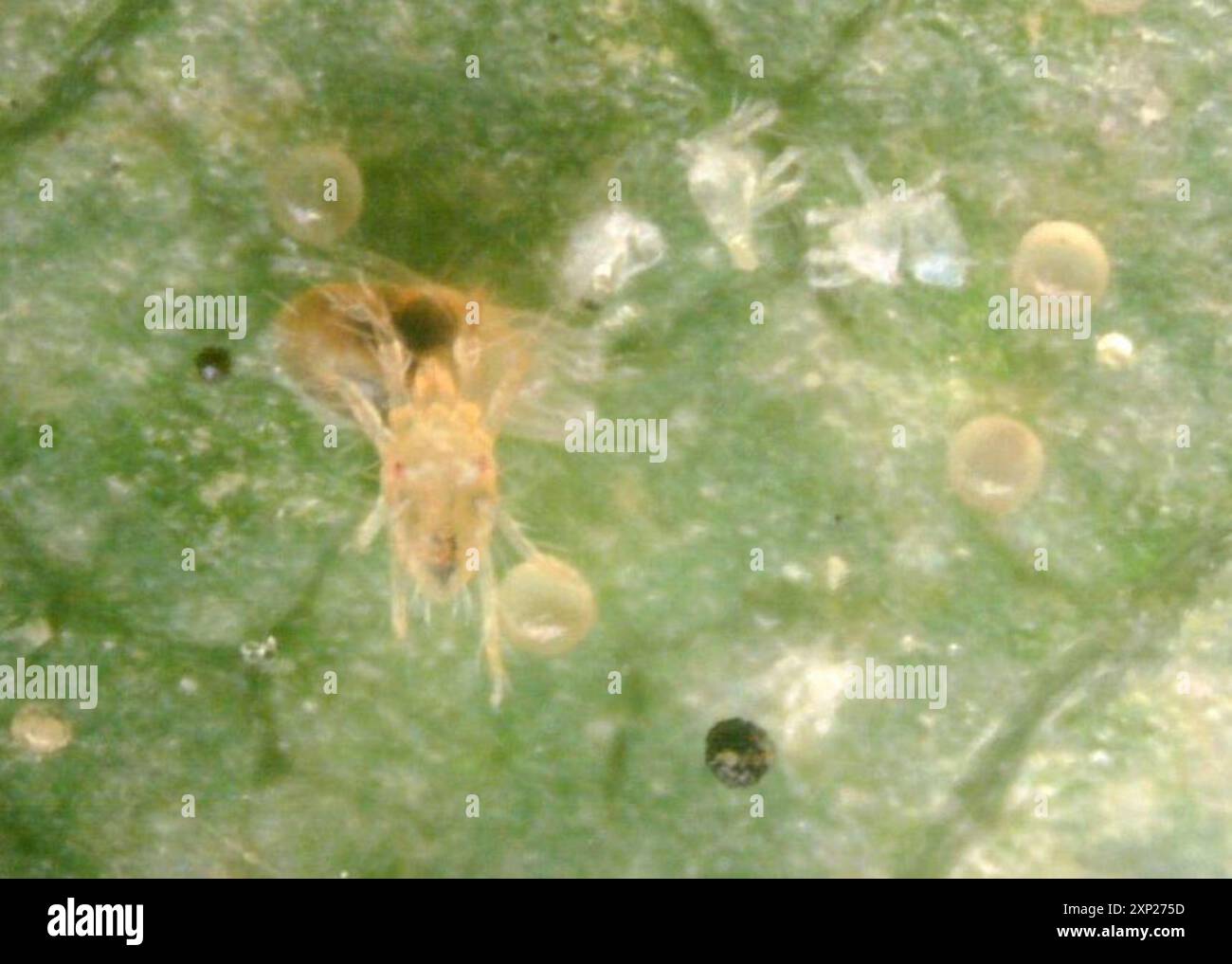 Twospotted Spider Mite (Tetranychus urticae) Arachnida Stock Photo - Alamy
