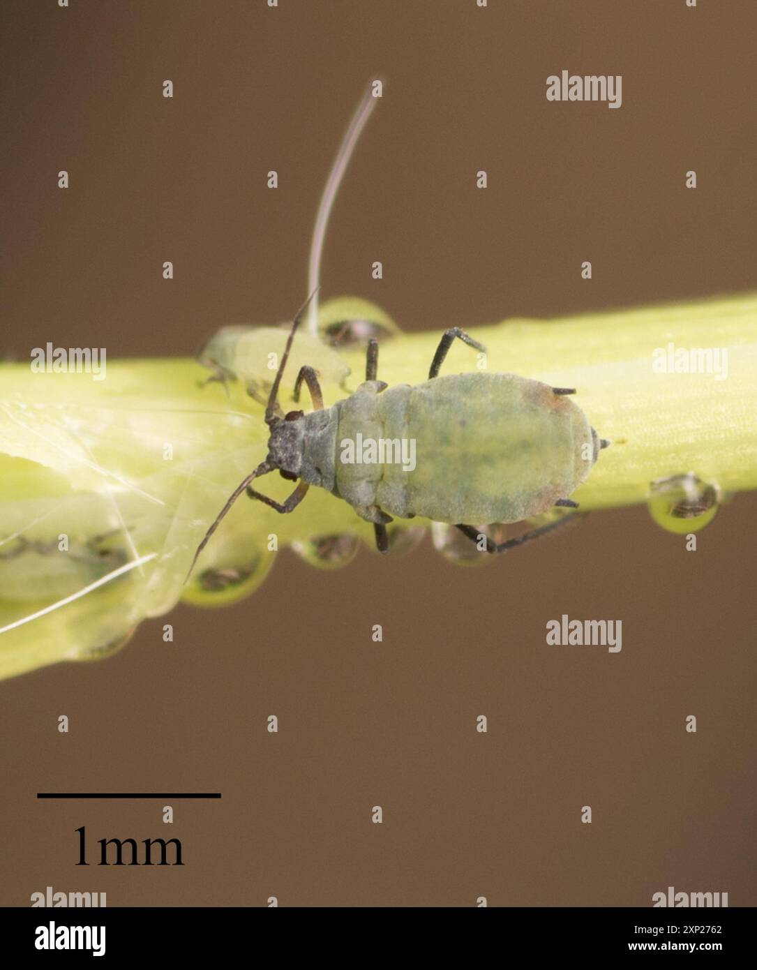 Corn Leaf Aphid (Rhopalosiphum maidis) Insecta Stock Photo - Alamy