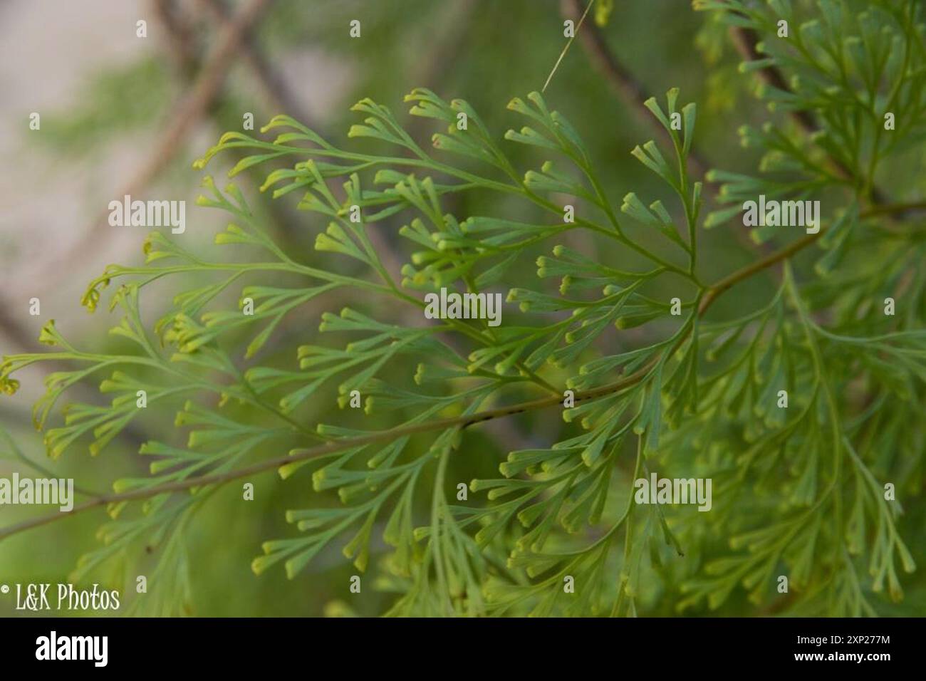 vascular plants (Tracheophyta) Plantae Stock Photo - Alamy