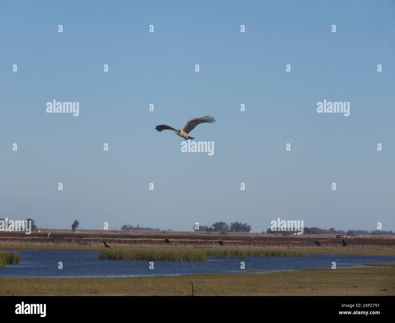 Long-winged Harrier (Circus buffoni) Aves Stock Photo - Alamy