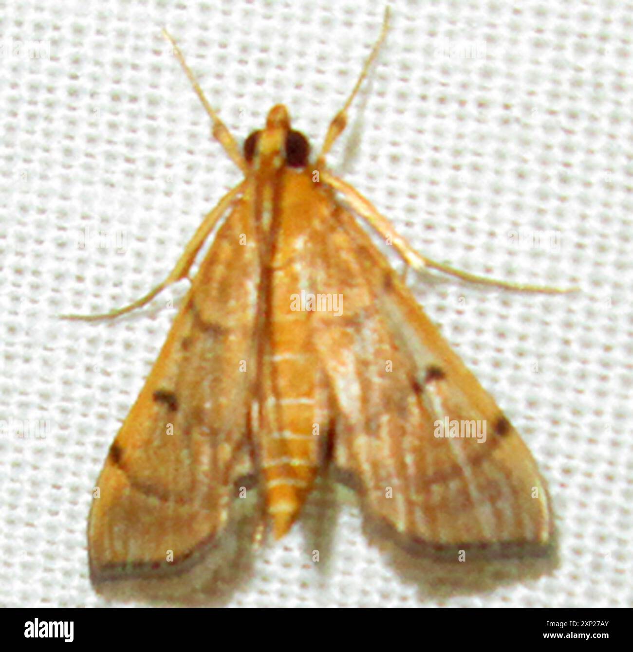 Bean-leaf Webworm Moth (Omiodes indicata) Insecta Stock Photo - Alamy