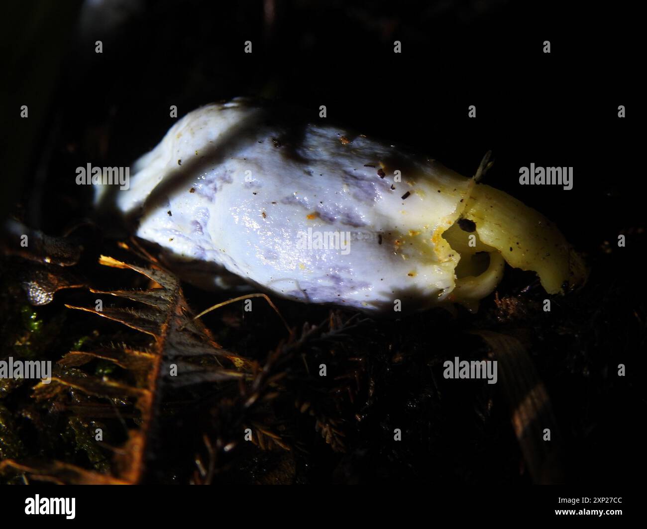 Blue Pouch Fungus (Clavogaster virescens) Fungi Stock Photo - Alamy