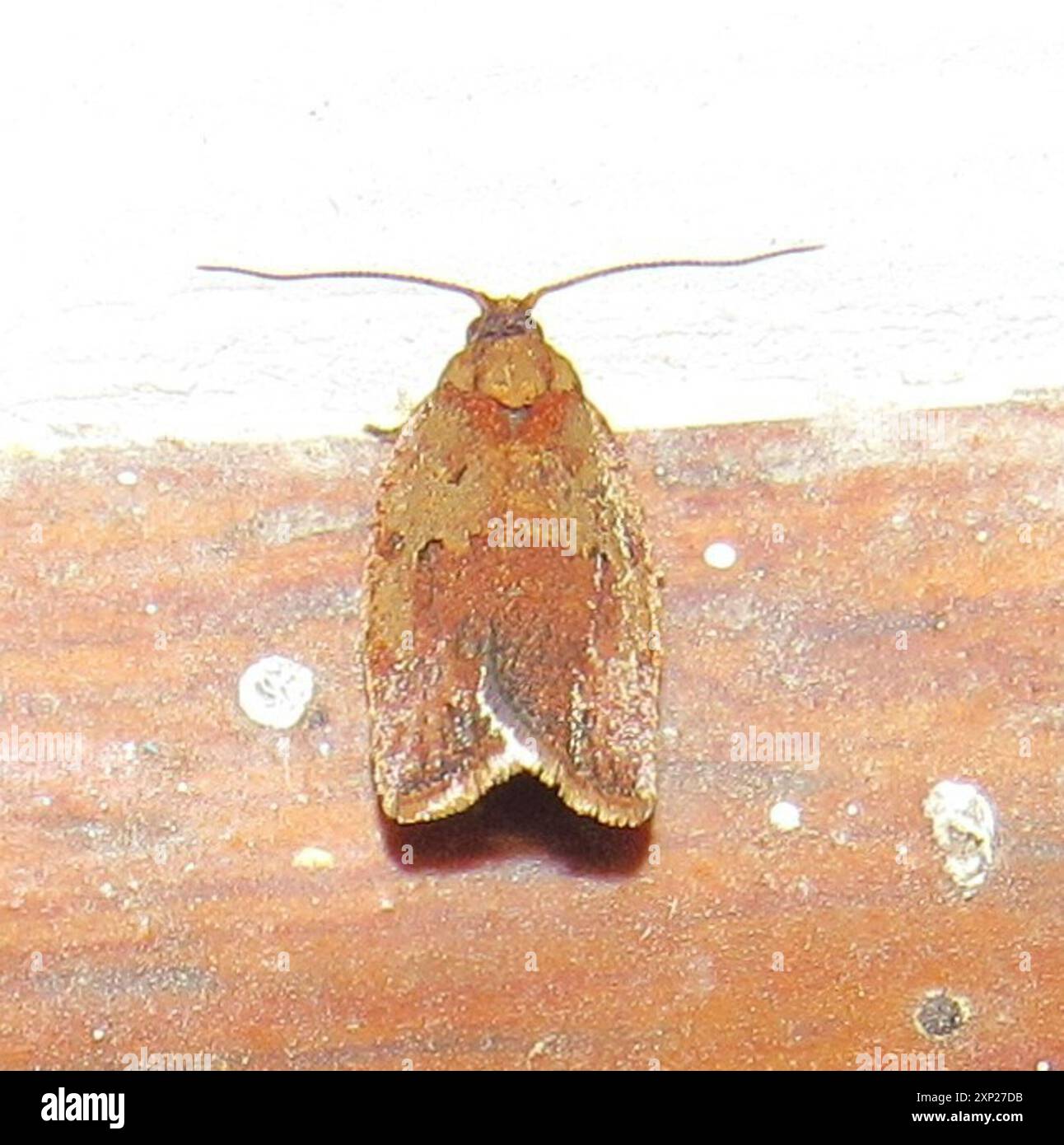 Tortricine Leafroller Moths (Tortricinae) Insecta Stock Photo - Alamy