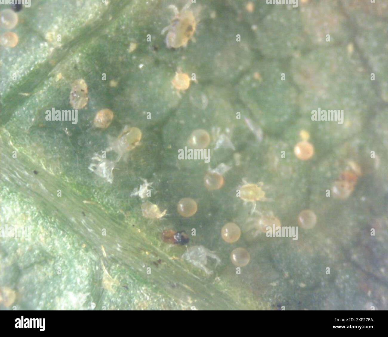 Twospotted Spider Mite (Tetranychus urticae) Arachnida Stock Photo - Alamy