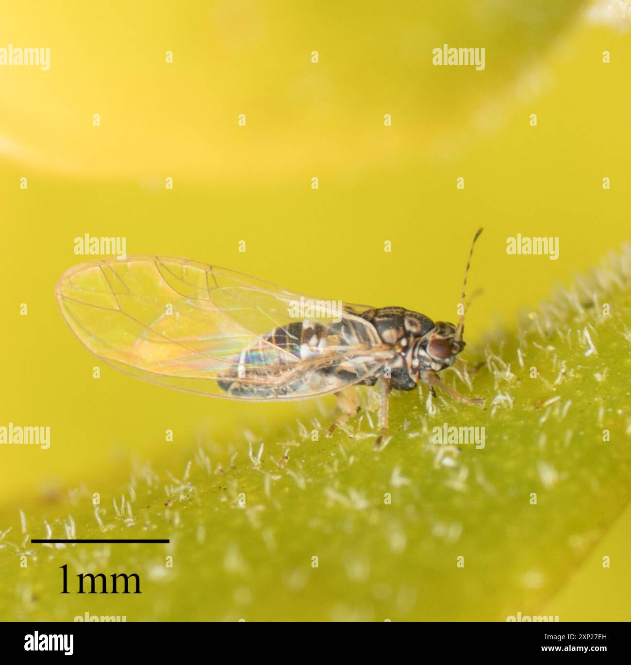 Psyllid potato hi-res stock photography and images - Alamy