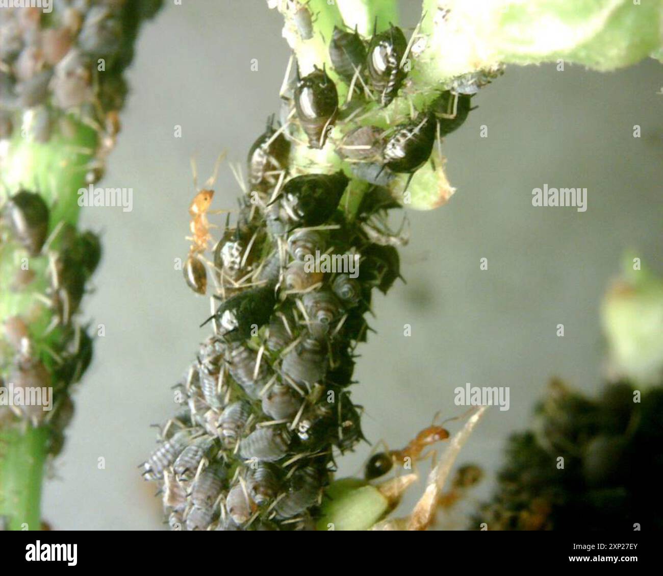 Aphis craccivora hi-res stock photography and images - Alamy