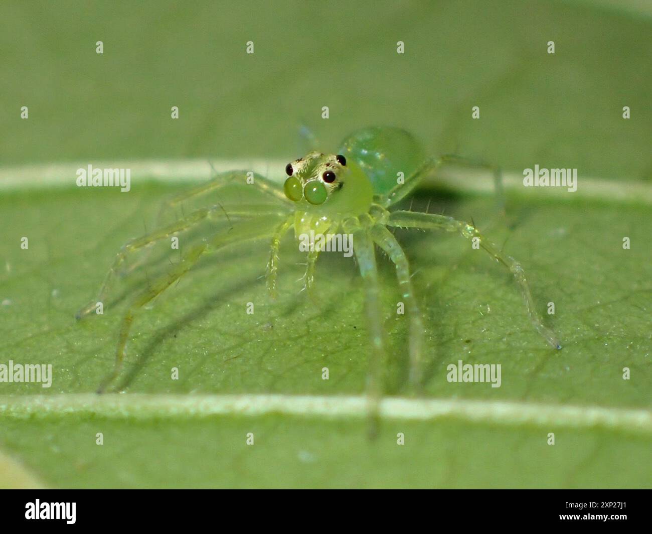 Translucent Green Jumping Spiders (Lyssomanes) Arachnida Stock Photo ...