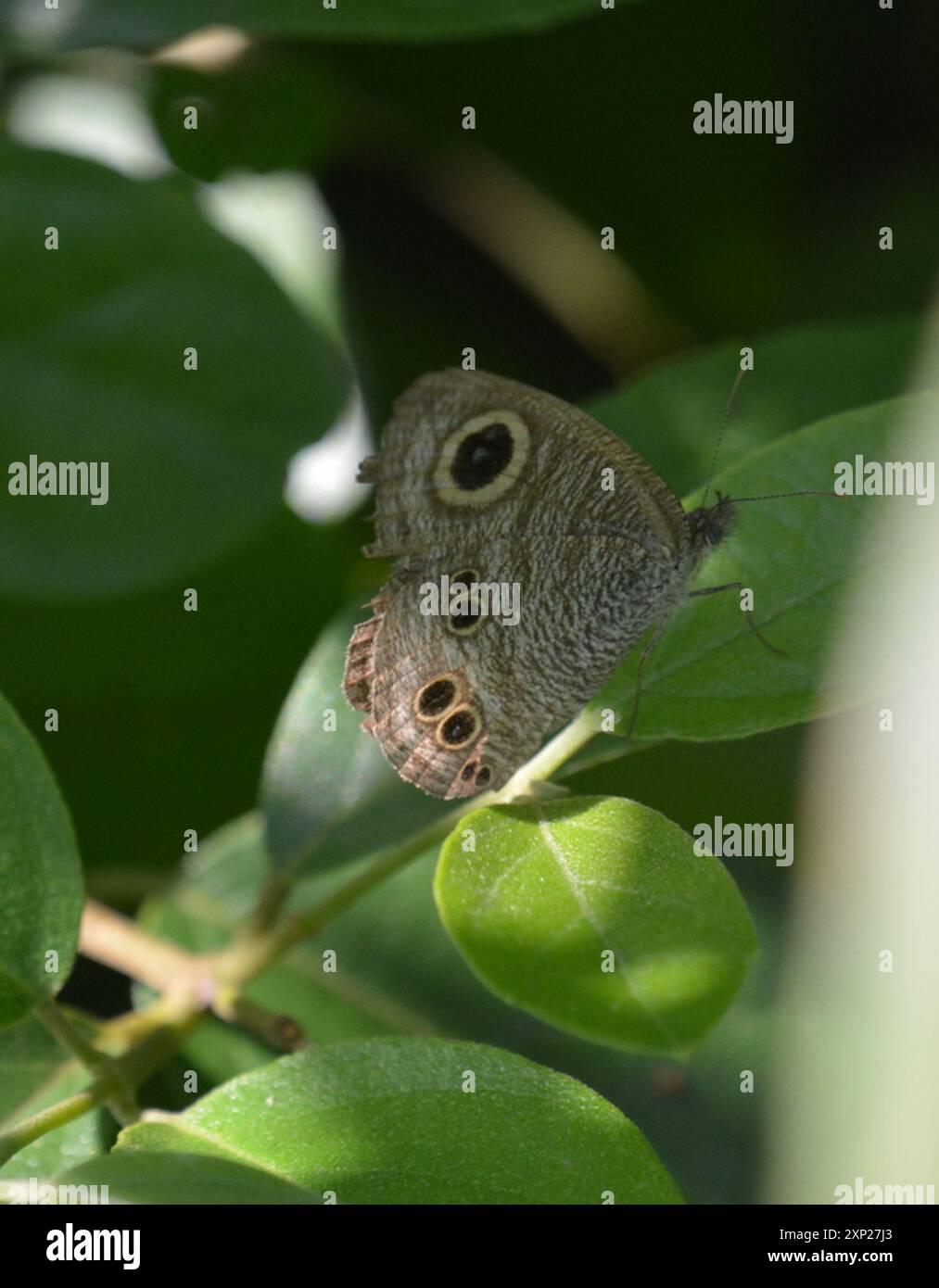 Common Five-ring (Ypthima baldus) Insecta Stock Photo - Alamy