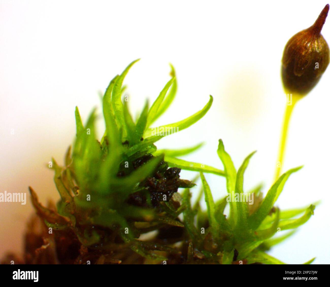 Incurved Grizzled Moss (Ptychomitrium incurvum) Plantae Stock Photo - Alamy