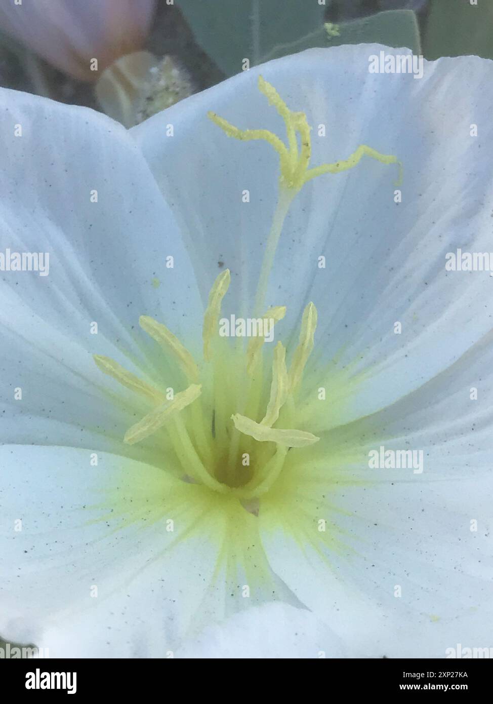 Annual Evening Primrose (Oenothera deltoides deltoides) Plantae Stock ...