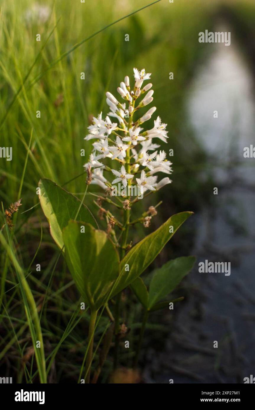 Bogbean (Menyanthes trifoliata) Plantae Stock Photo - Alamy