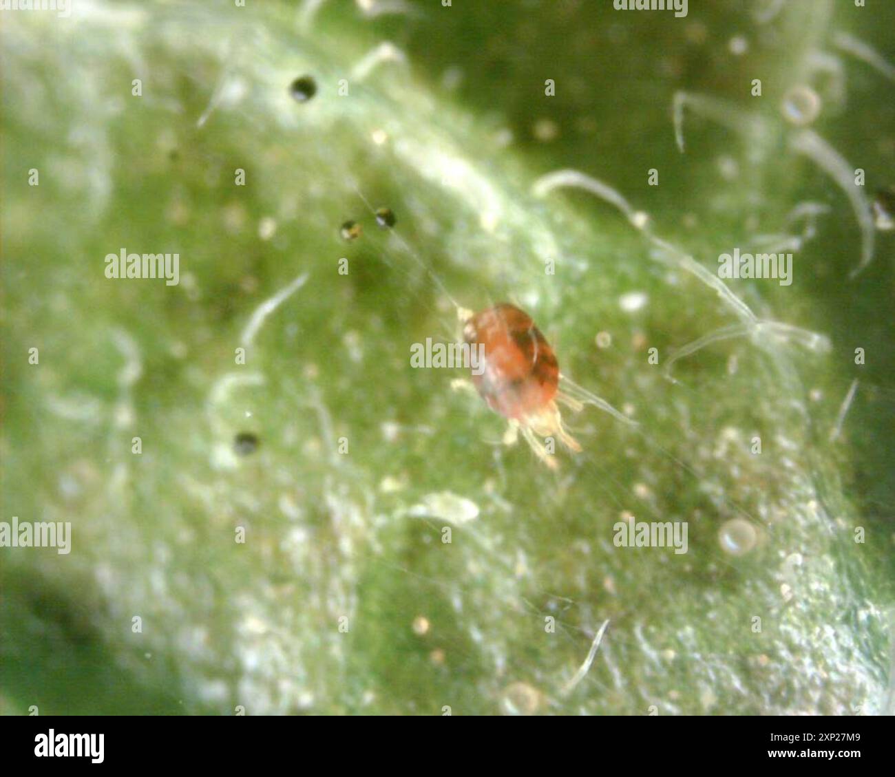 Twospotted Spider Mite (Tetranychus urticae) Arachnida Stock Photo - Alamy