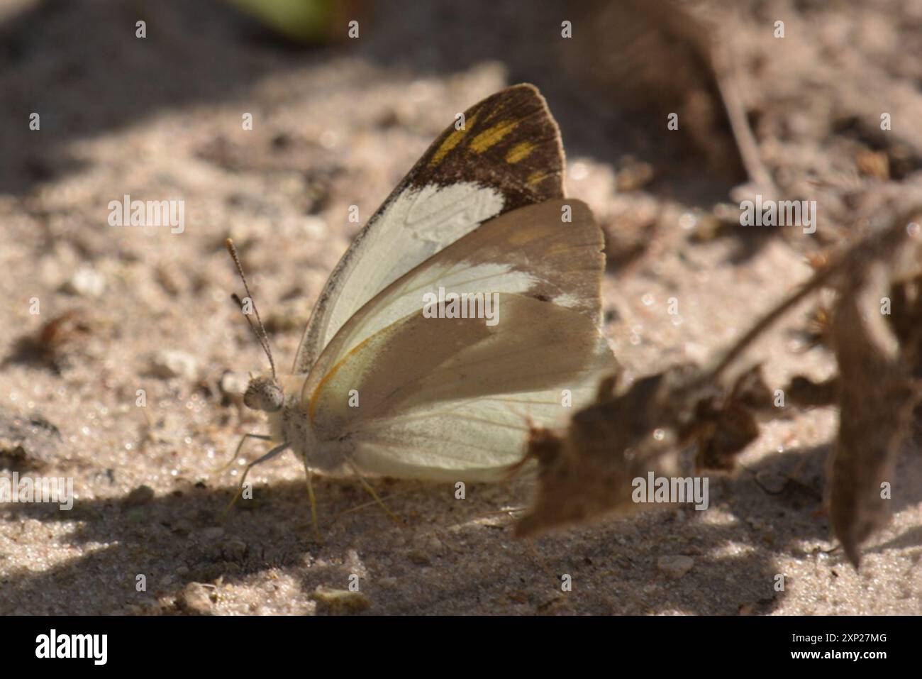 Teracolus hi-res stock photography and images - Alamy