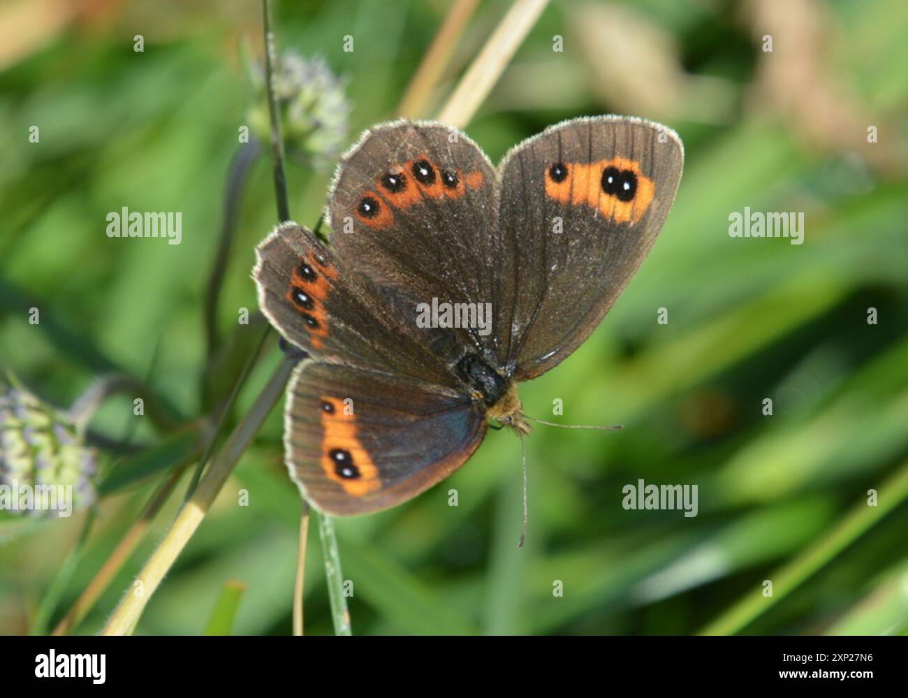 Scotch Argus (Erebia aethiops) Insecta Stock Photo - Alamy