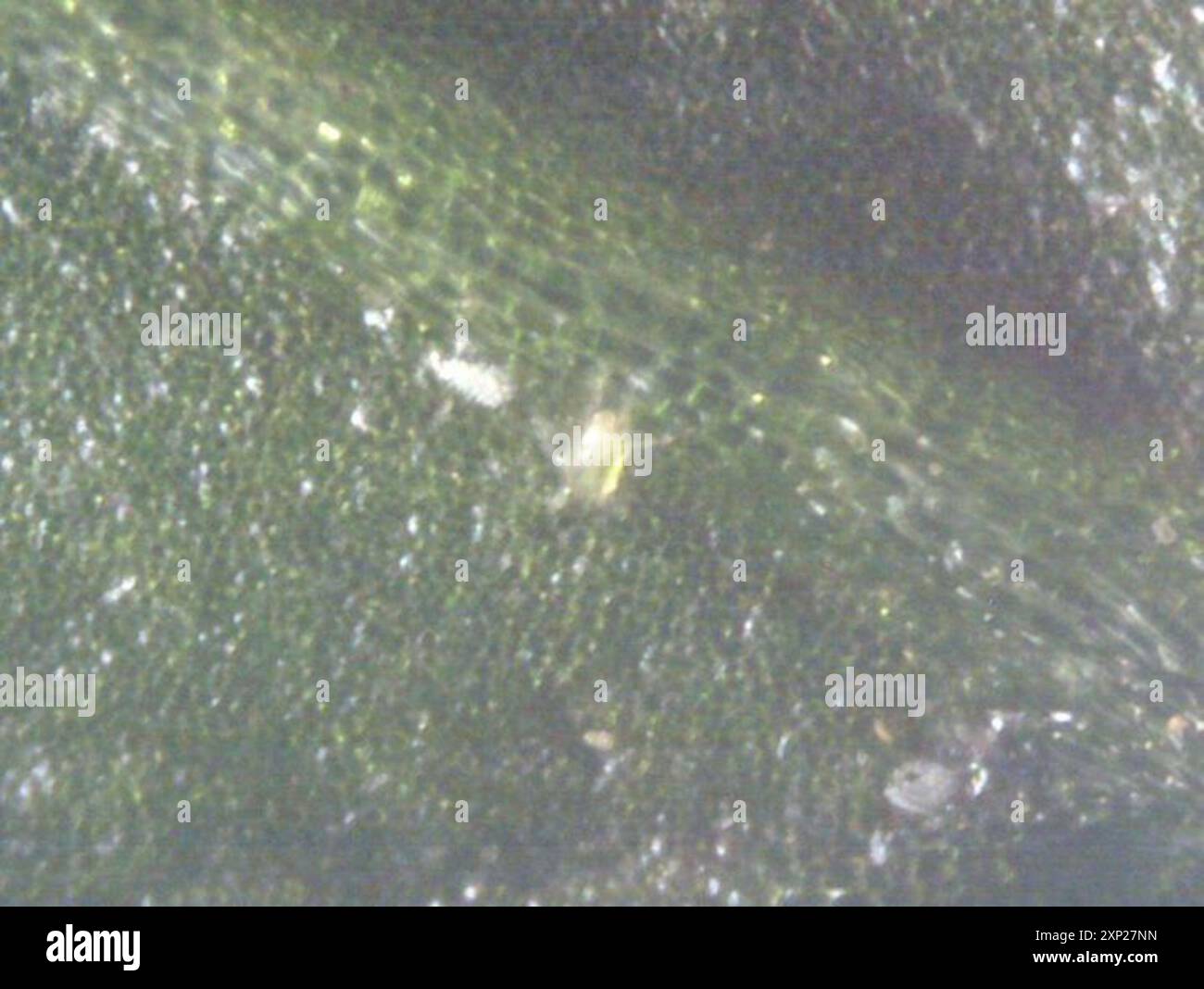 Broad Mite (Polyphagotarsonemus latus) Arachnida Stock Photo - Alamy