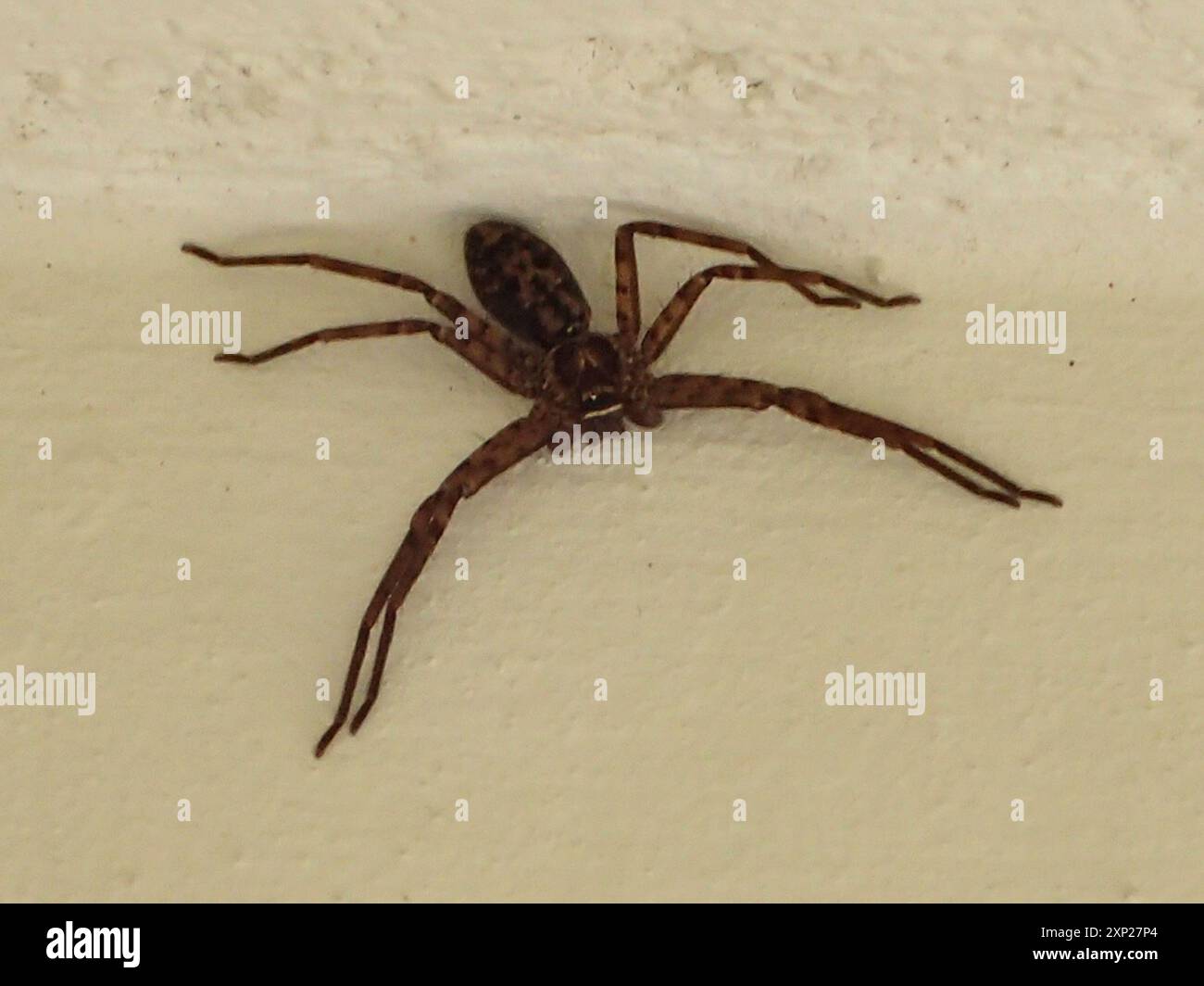 Pantropical Huntsman Spider (Heteropoda venatoria) Arachnida Stock ...