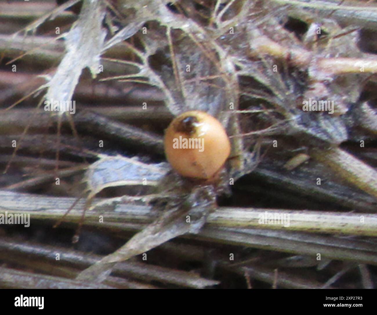 Surprise Packet (Blepharis maderaspatensis) Plantae Stock Photo - Alamy