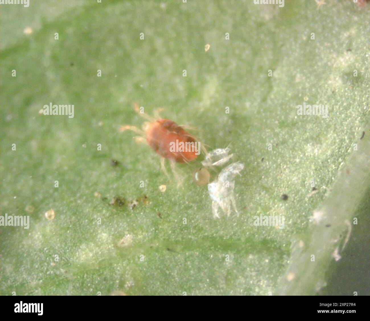 Twospotted Spider Mite (Tetranychus urticae) Arachnida Stock Photo - Alamy