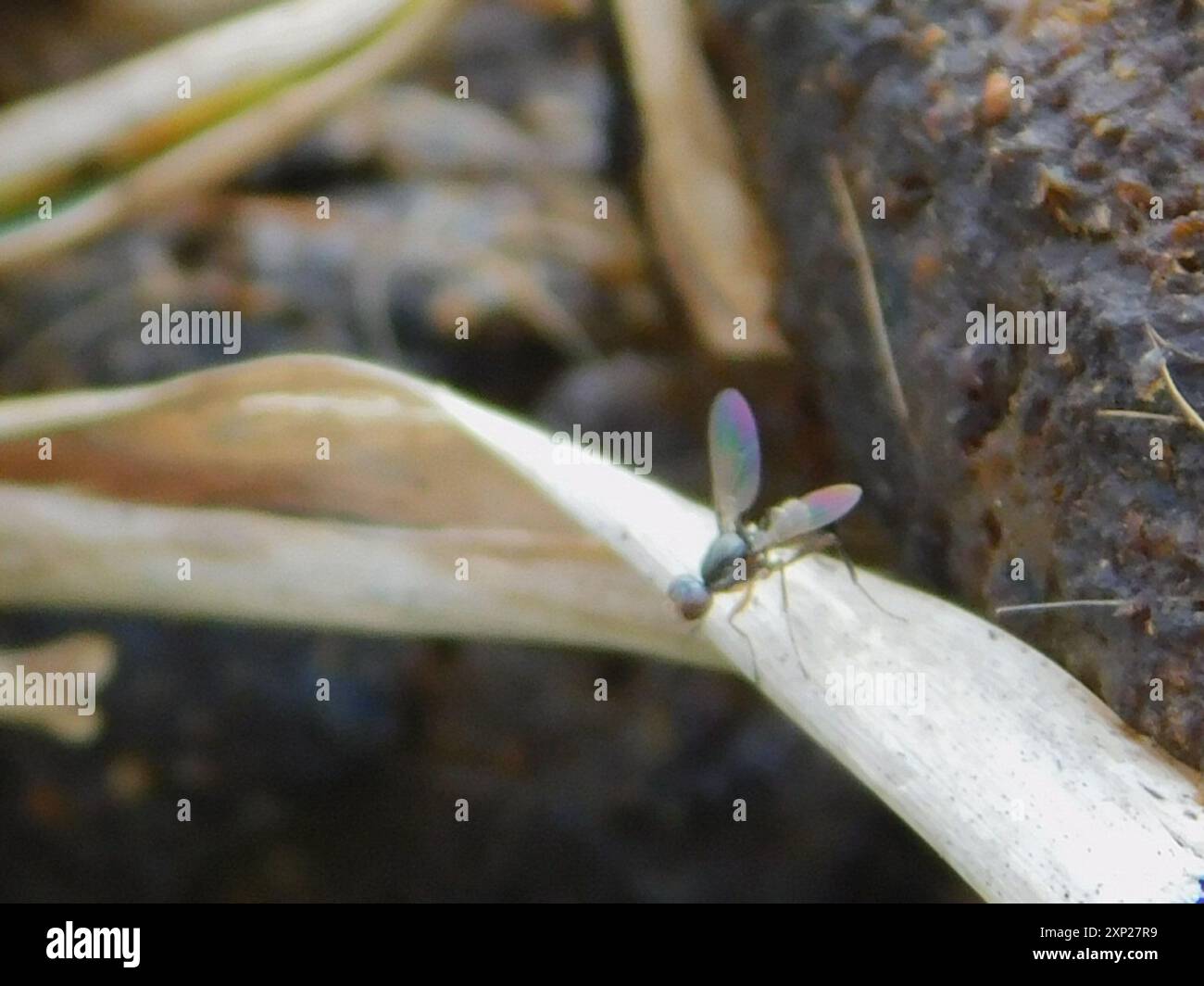 Black Scavenger Flies (Sepsidae) Insecta Stock Photo - Alamy