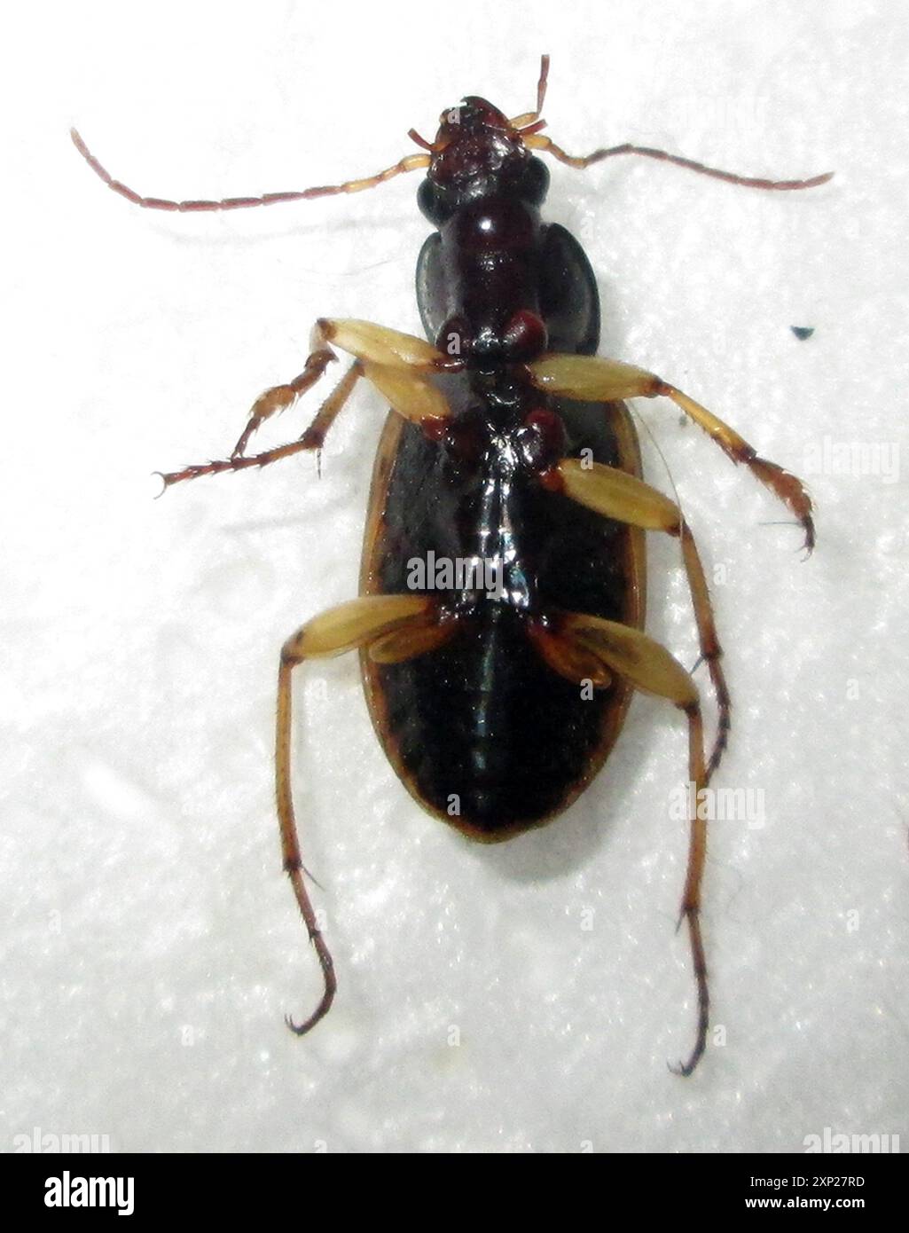 Frog-eater Ground Beetles (Epomis) Insecta Stock Photo - Alamy