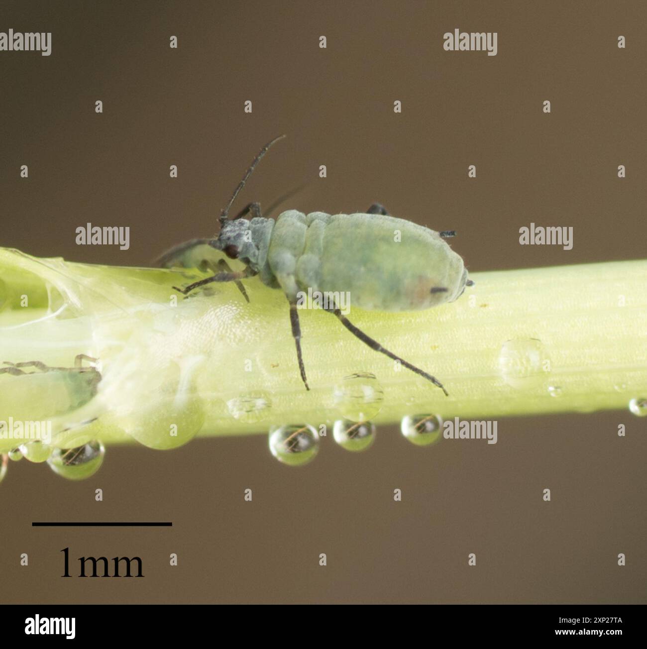 Corn Leaf Aphid (Rhopalosiphum maidis) Insecta Stock Photo - Alamy