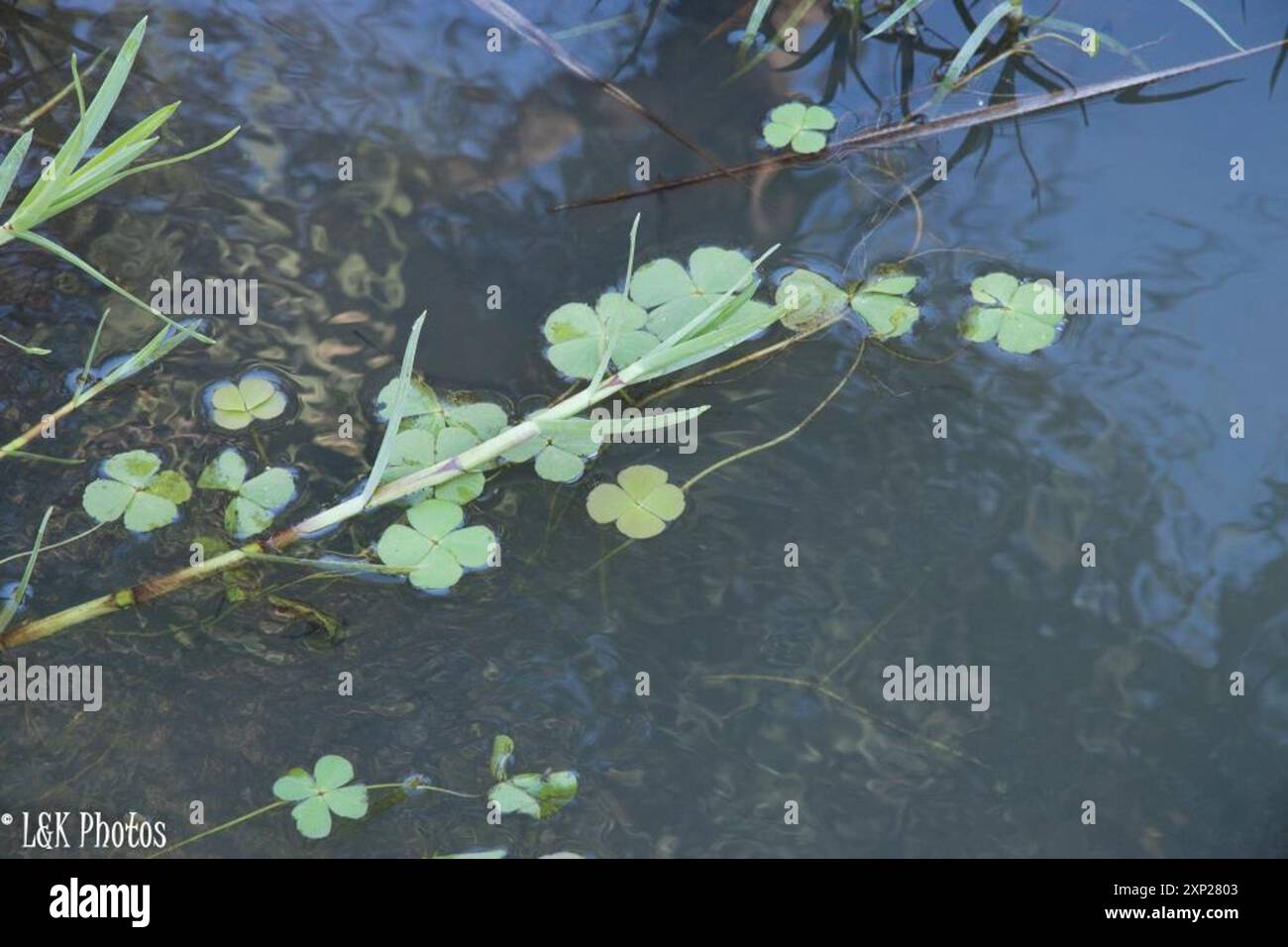 Helicopter Ferns (Marsilea) Plantae Stock Photo - Alamy