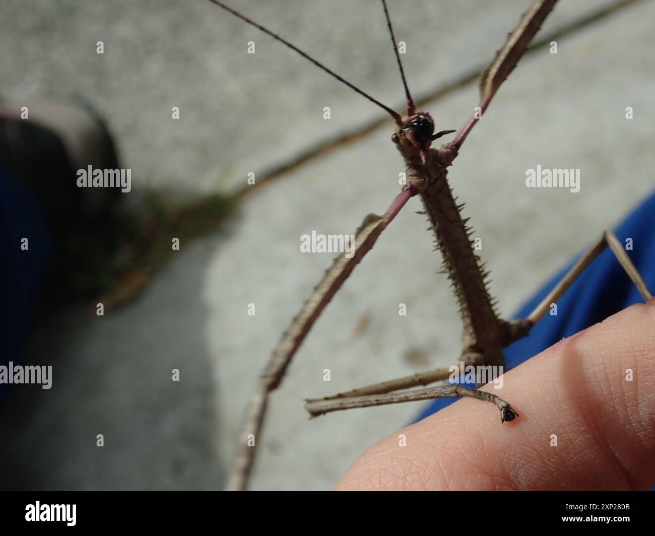 New Zealand Giant Stick Insect (Argosarchus horridus) Insecta Stock ...