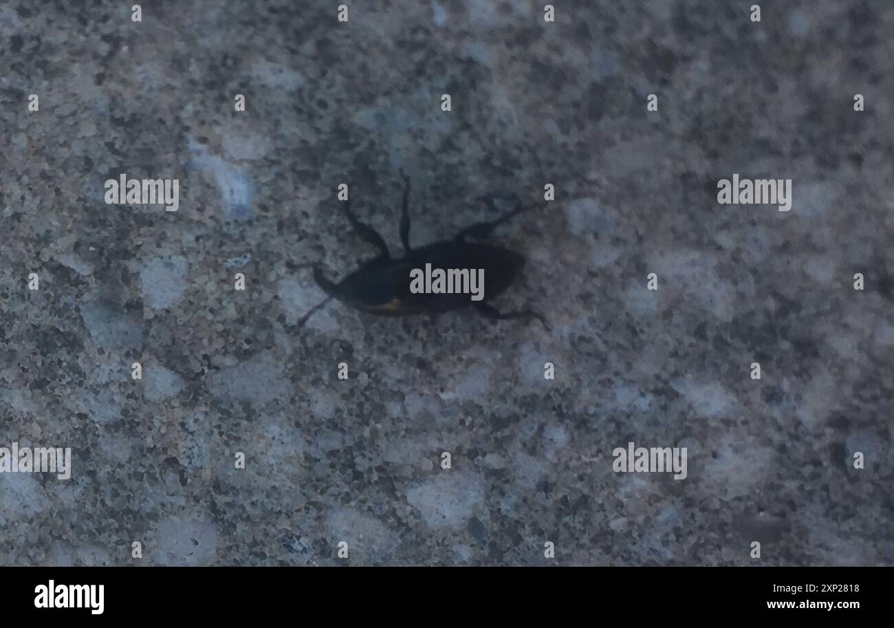 Billbug Weevils (Sphenophorus) Insecta Stock Photo - Alamy