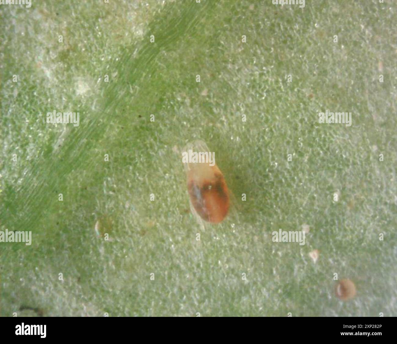 Twospotted Spider Mite (Tetranychus urticae) Arachnida Stock Photo - Alamy
