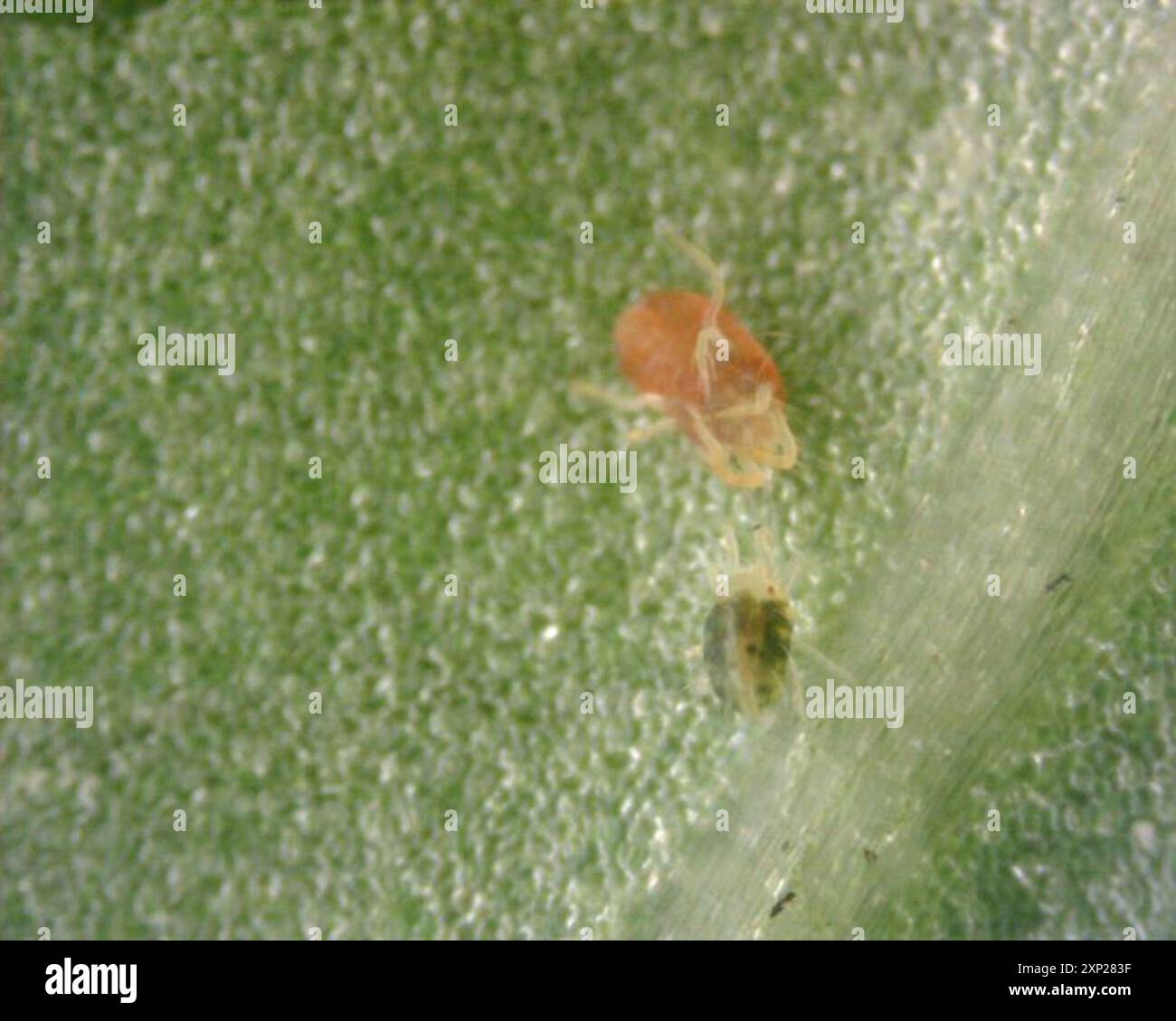 Twospotted Spider Mite (Tetranychus urticae) Arachnida Stock Photo - Alamy