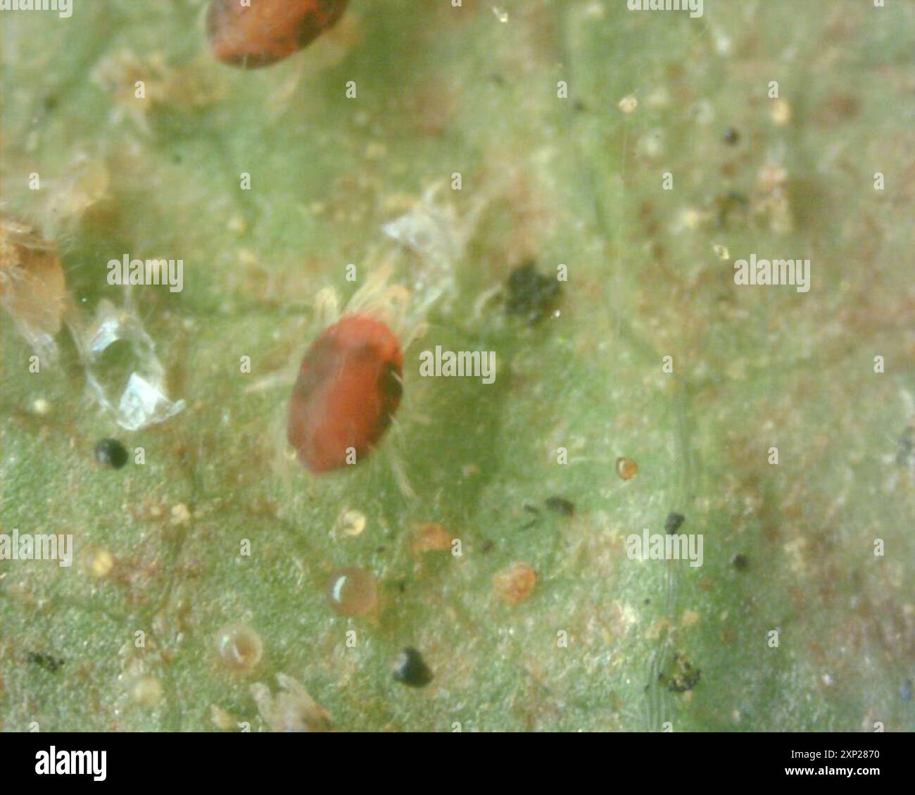 Twospotted Spider Mite (Tetranychus urticae) Arachnida Stock Photo - Alamy