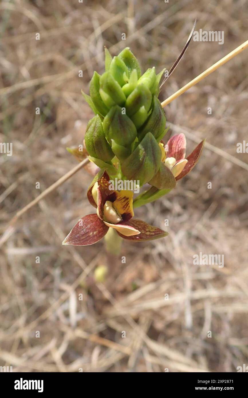 Mini Harlequin (Eulophia parviflora) Plantae Stock Photo - Alamy
