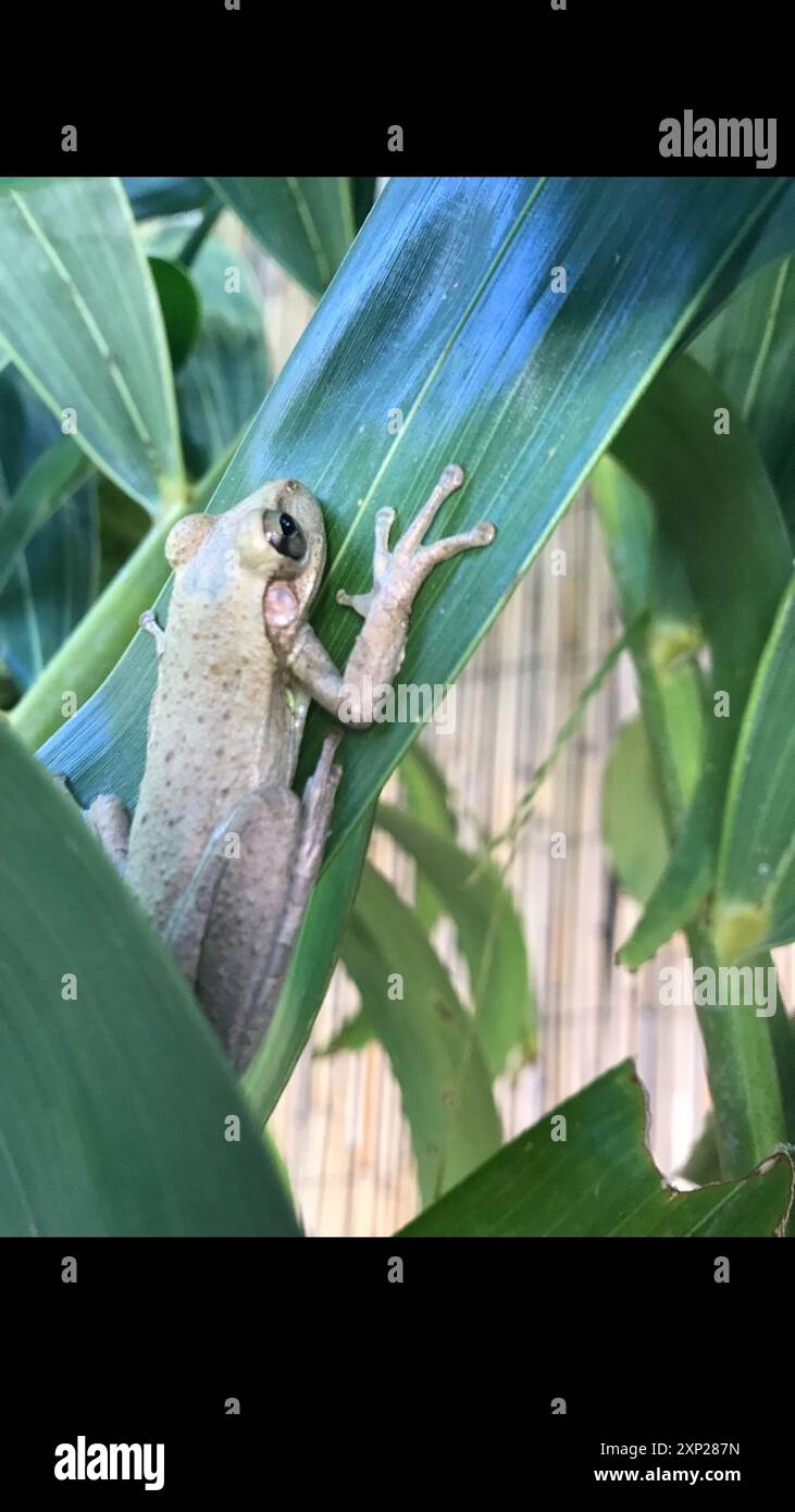 Cuban Tree Frog (Osteopilus septentrionalis) Amphibia Stock Photo - Alamy
