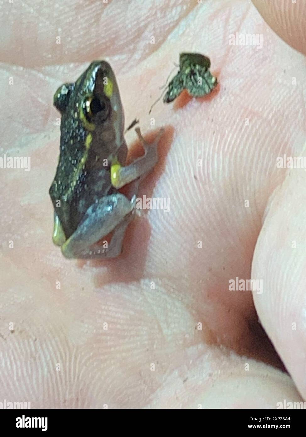 Gaige's Rain Frog (Pristimantis gaigei) Amphibia Stock Photo - Alamy