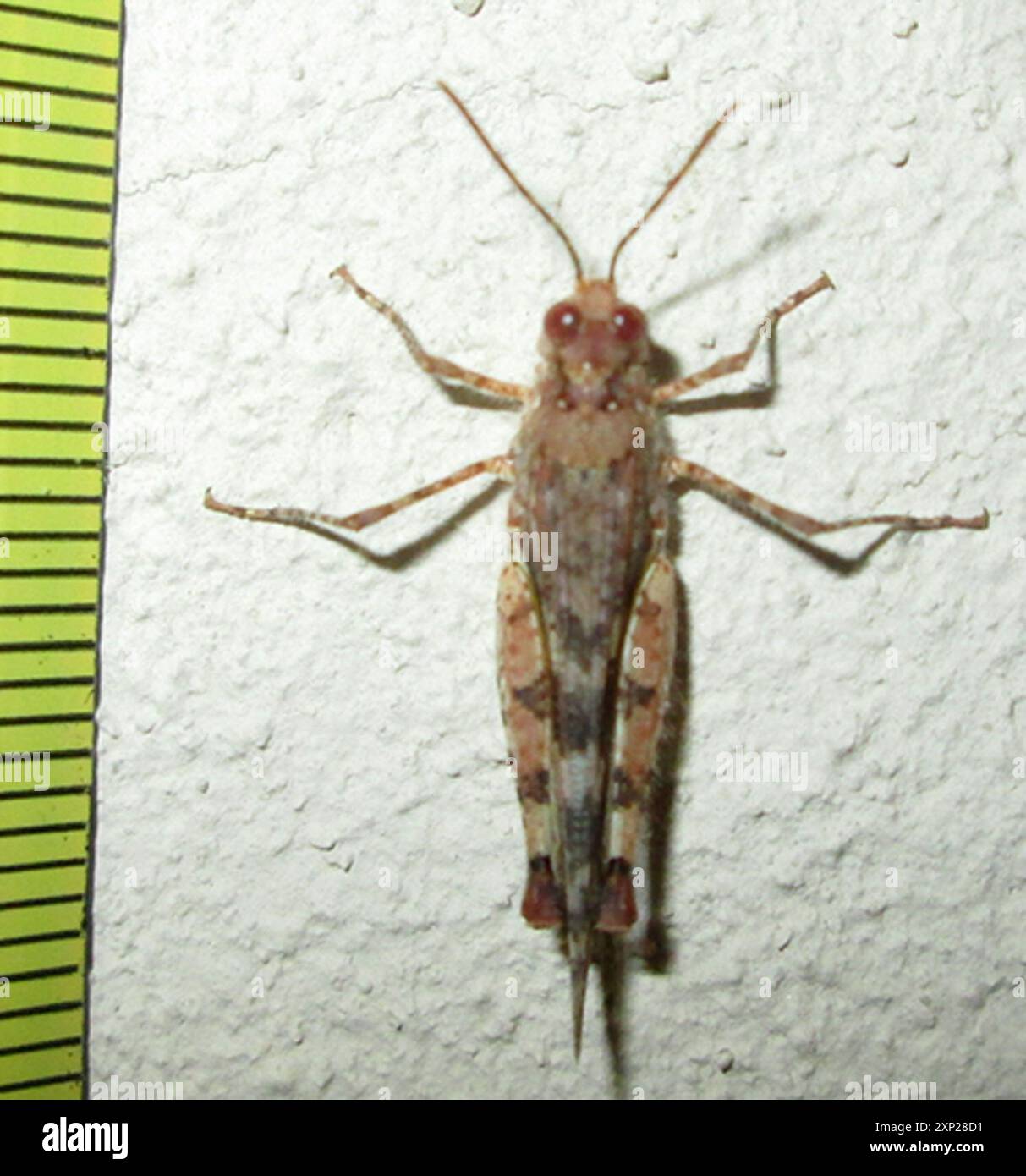 Acrotylus hi-res stock photography and images - Alamy