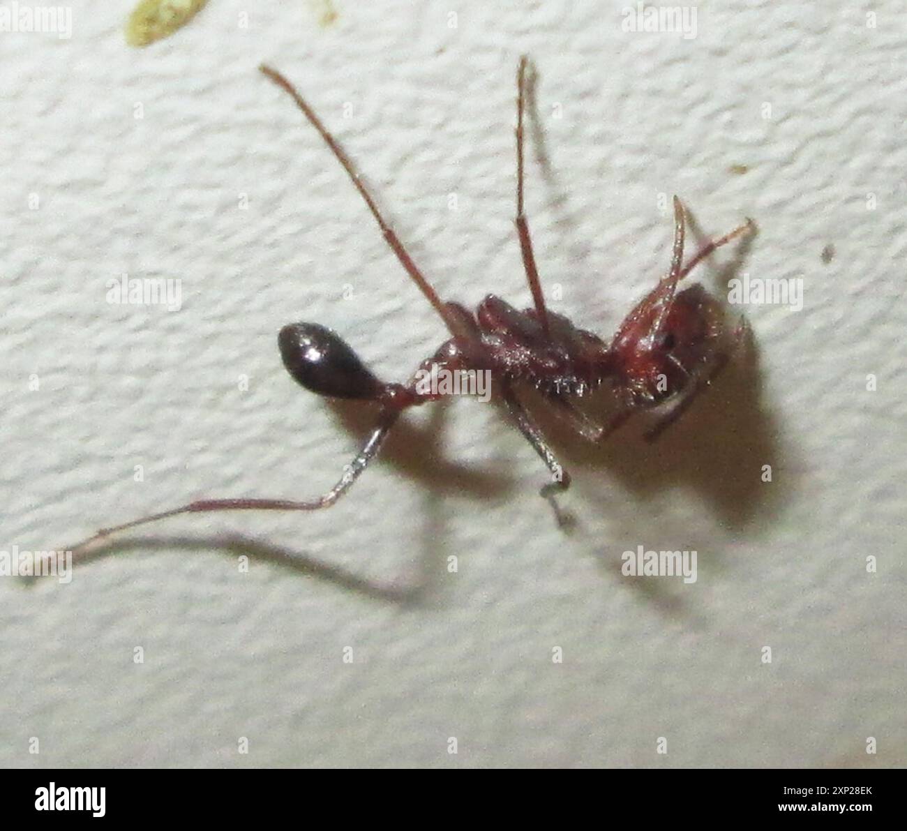 Hotrod Ants (Ocymyrmex) Insecta Stock Photo - Alamy
