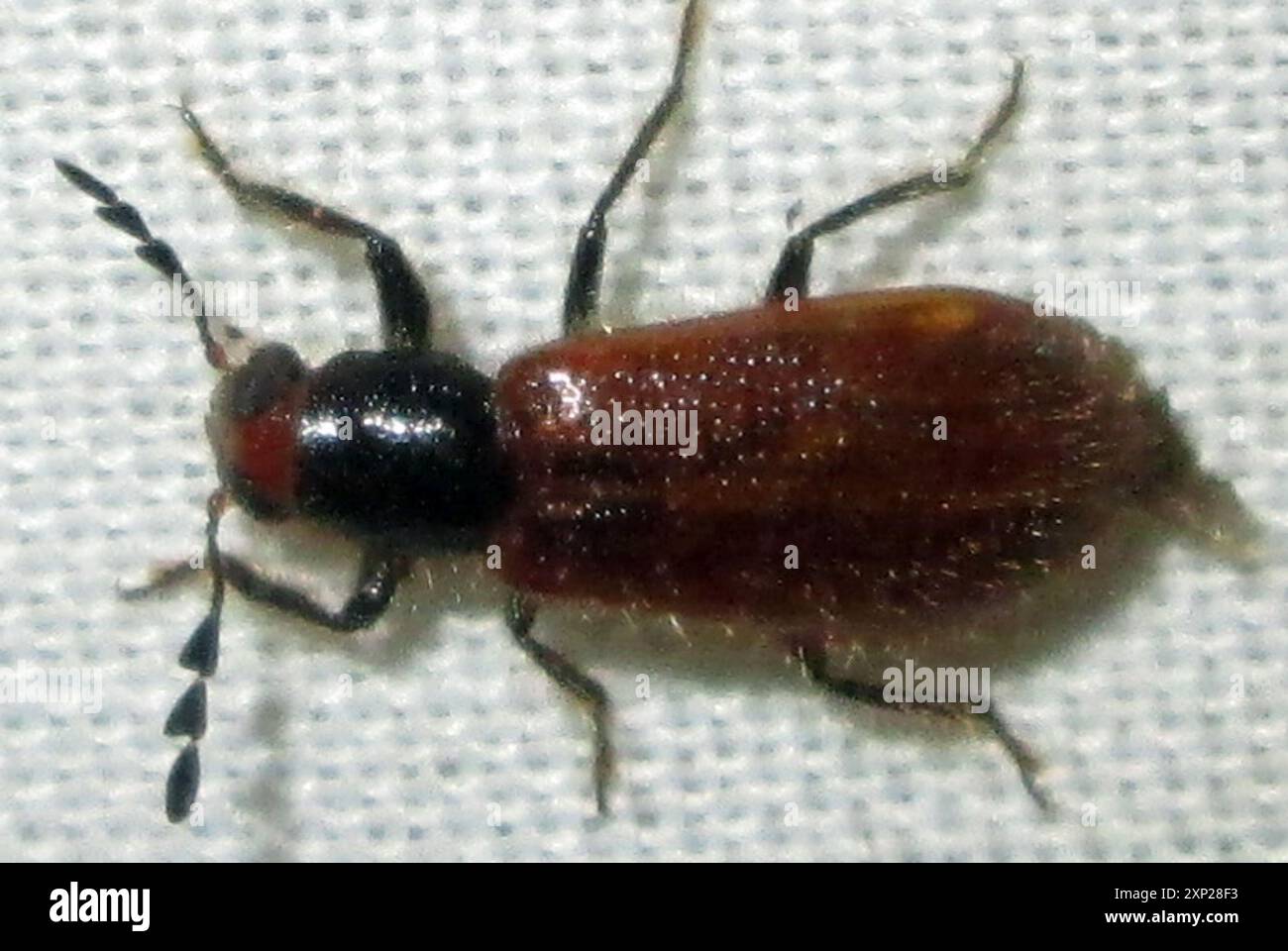 Checkered Beetles (Cleridae) Insecta Stock Photo - Alamy